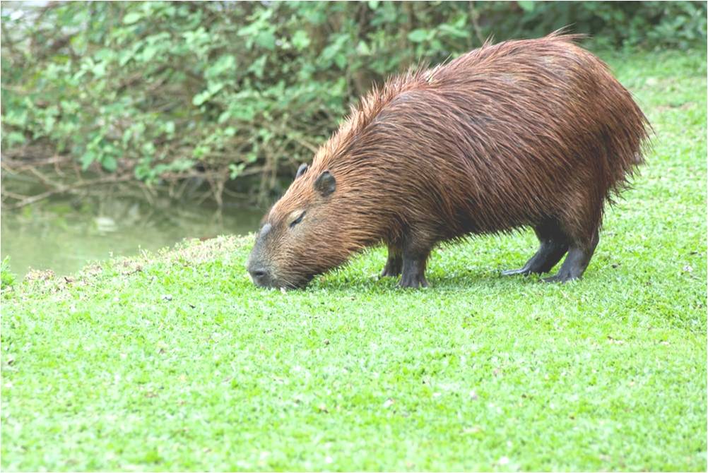 El roedor más grande del mundo: el capibara - Periérgeia