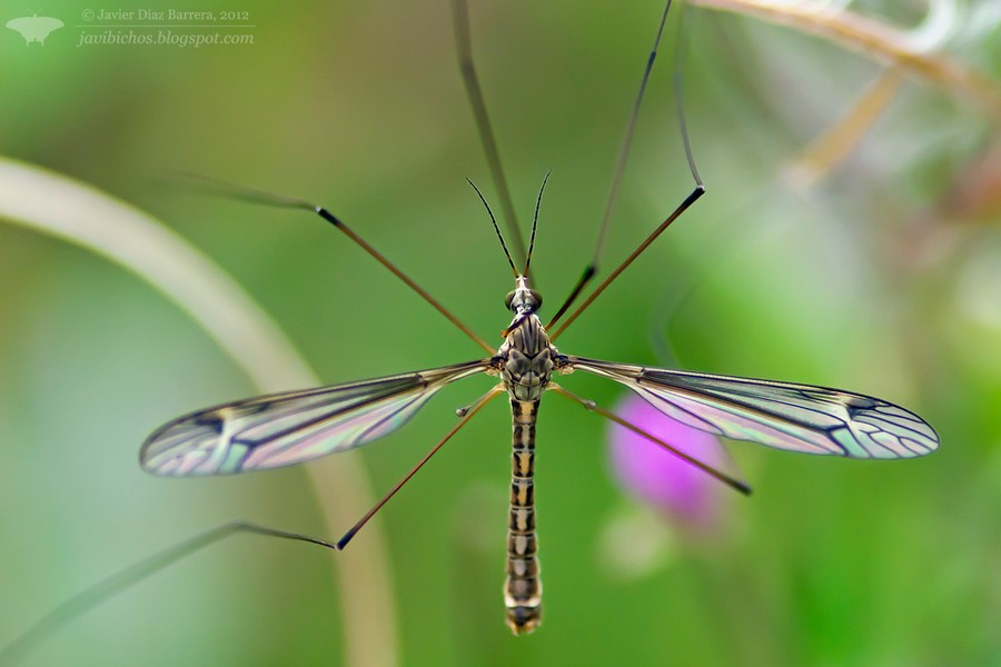 The giant fake “mosquito” - Periérgeia