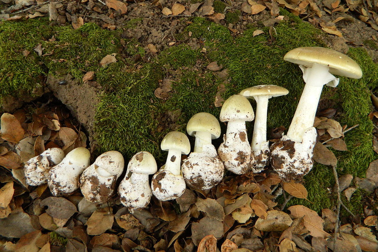 Amanita phalloides: the most poisonous mushroom in the world - Periérgeia