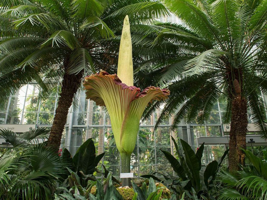 ¿Una planta apestosa que produce calor? El extraño caso de la flor ...